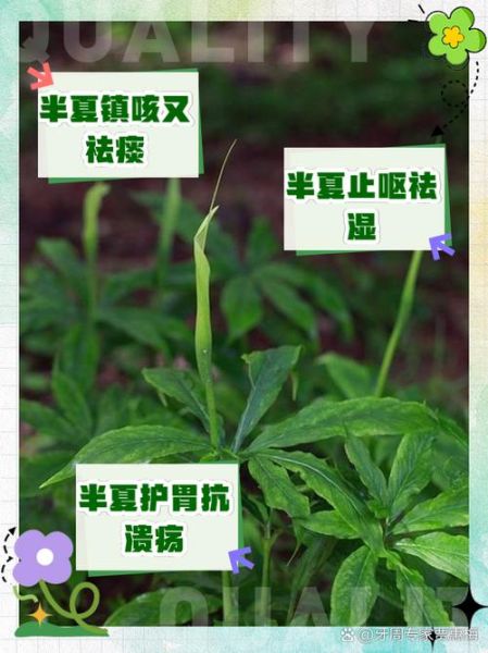 半夏的功效与作用有哪些_半夏的副作用与禁忌是什么-第1张图片-山城妙识