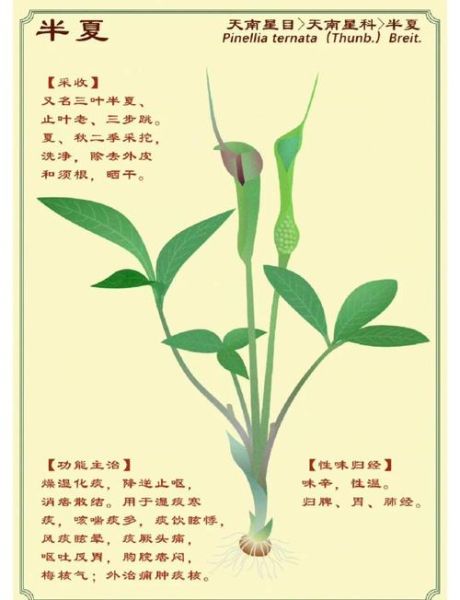 半夏的功效与作用有哪些_半夏的副作用与禁忌是什么-第3张图片-山城妙识
