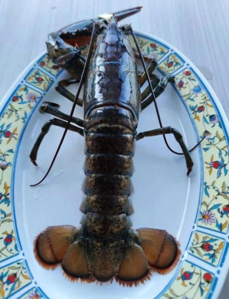 波士顿龙虾死了第二天能吃吗_如何判断是否变质-第1张图片-山城妙识