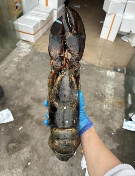 波士顿龙虾死了第二天能吃吗_如何判断是否变质-第2张图片-山城妙识
