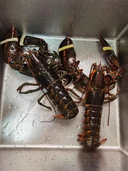 波士顿龙虾死了第二天能吃吗_如何判断是否变质-第3张图片-山城妙识