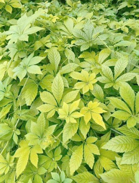 绞股蓝长什么样_如何辨认绞股蓝植物-第3张图片-山城妙识