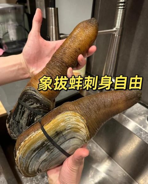 象拔蚌可以生吃吗_象拔蚌刺身安全吗-第1张图片-山城妙识