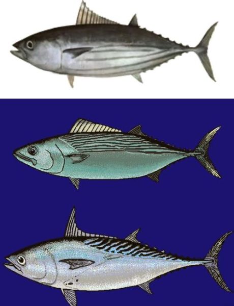 鲣鱼是什么鱼_鲣鱼和金枪鱼区别-第2张图片-山城妙识