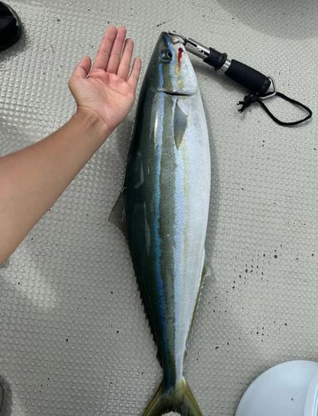 鲣鱼是什么鱼_鲣鱼和金枪鱼区别-第3张图片-山城妙识