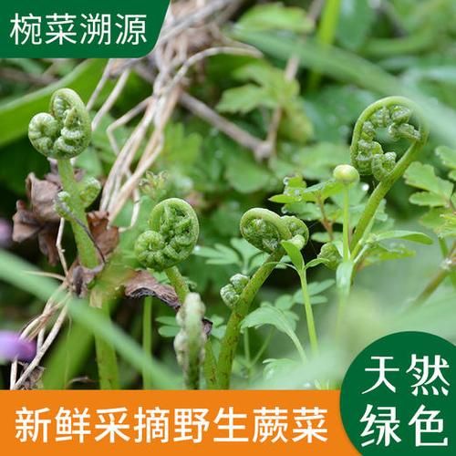 野生蕨菜图片大全_如何辨别可食用品种-第2张图片-山城妙识