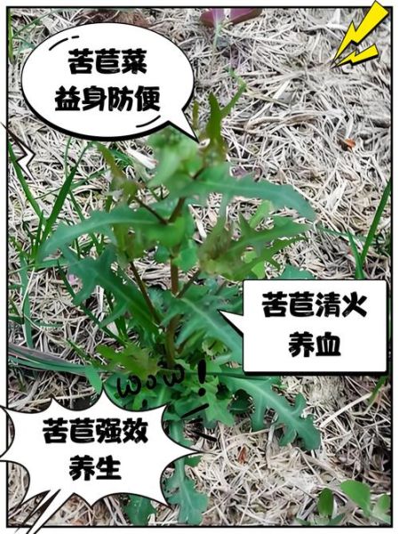 苦苣怎么种_苦苣营养价值高吗-第1张图片-山城妙识