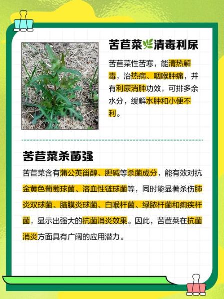 苦苣怎么种_苦苣营养价值高吗-第2张图片-山城妙识