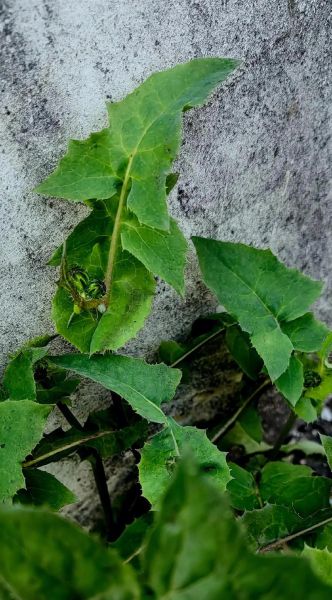 苦苣怎么种_苦苣营养价值高吗-第3张图片-山城妙识