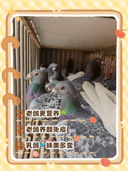 乳鸽和老鸽的功效区别_哪个更滋补-第2张图片-山城妙识 乳鸽和老鸽的功效区别_哪个更滋补-第2张图片-山城妙识