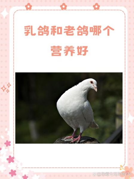 乳鸽和老鸽的功效区别_哪个更滋补-第3张图片-山城妙识 乳鸽和老鸽的功效区别_哪个更滋补-第3张图片-山城妙识