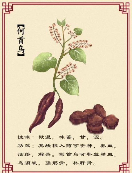 何首乌功效与作用有哪些_何首乌主治什么病-第2张图片-山城妙识