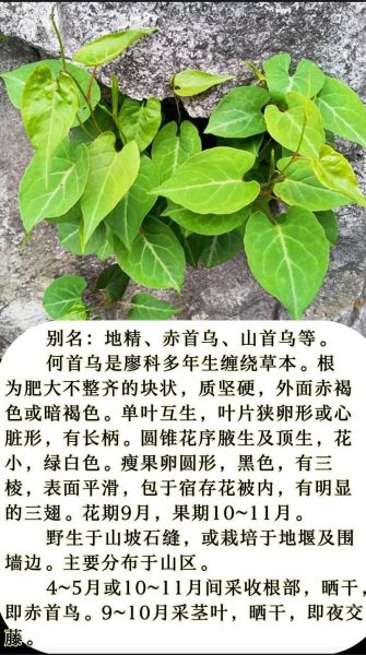 何首乌功效与作用有哪些_何首乌主治什么病-第1张图片-山城妙识