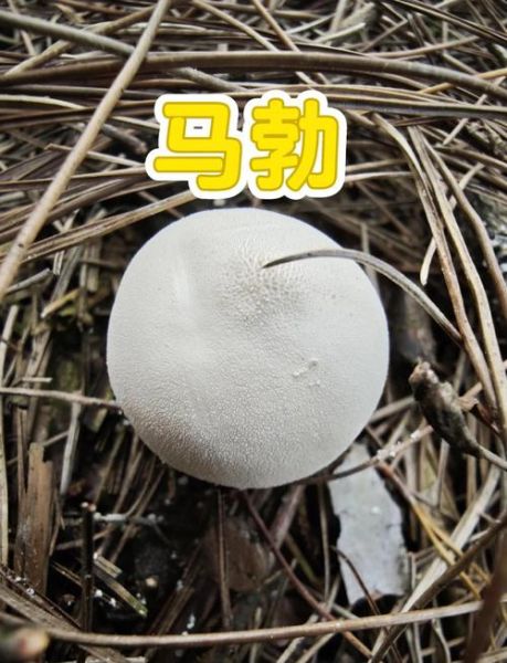 马勃菌切开有毒吗_马勃菌内部结构图解-第1张图片-山城妙识