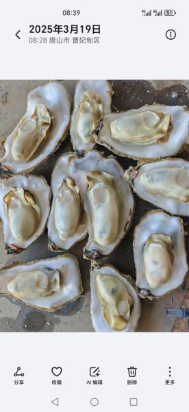 活牡蛎图片大全_如何挑选最新鲜的活牡蛎-第1张图片-山城妙识