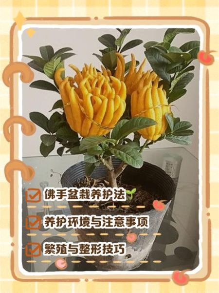 佛手花怎么养_佛手花图片大全-第1张图片-山城妙识