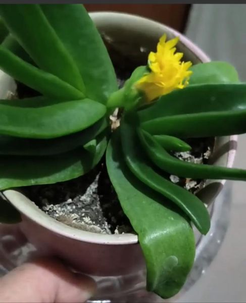 佛手花怎么养_佛手花图片大全-第3张图片-山城妙识