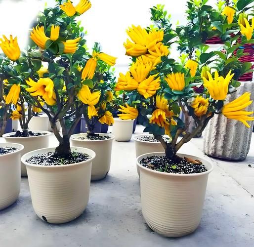 佛手花怎么养_佛手花图片大全-第2张图片-山城妙识