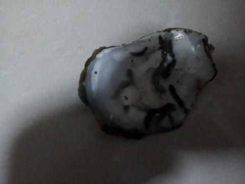 花甲里面黑色的是屎吗_花甲黑色物质能吃吗-第1张图片-山城妙识