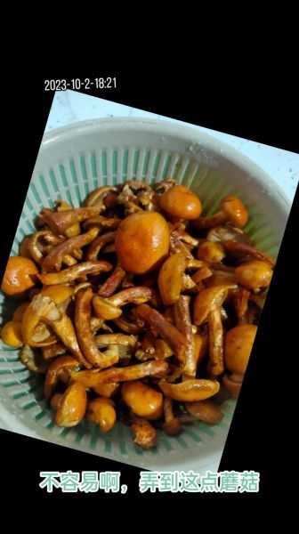 油蘑菇的做法大全_油蘑菇怎么做好吃-第2张图片-山城妙识