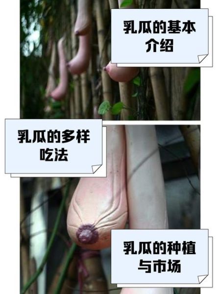 乳瓜是什么_乳瓜怎么吃最好-第1张图片-山城妙识