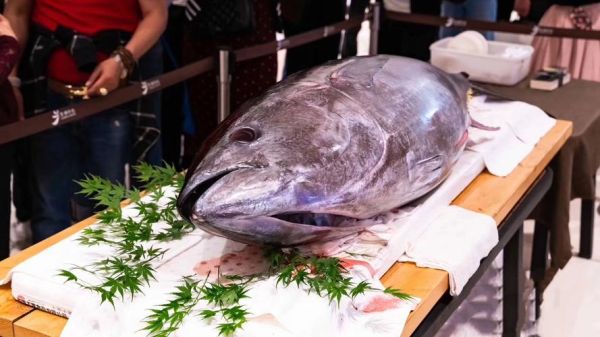 十大名贵海鱼价格排行_为什么蓝鳍金枪鱼最贵-第3张图片-山城妙识