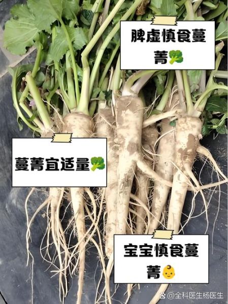 蔓菁又叫土人参_土人参的功效与作用-第3张图片-山城妙识