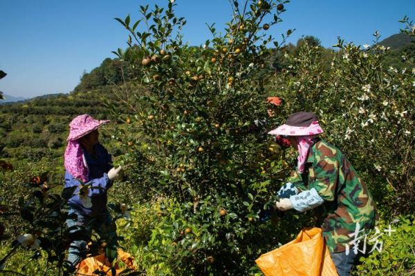 油茶什么时候种最好_油茶种植最佳月份-第2张图片-山城妙识