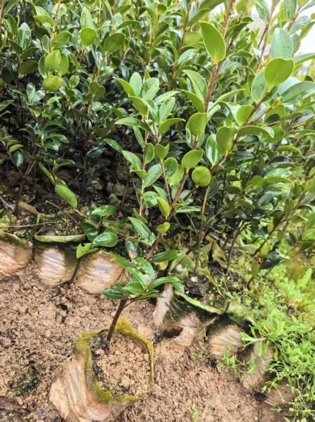 油茶什么时候种最好_油茶种植最佳月份-第3张图片-山城妙识