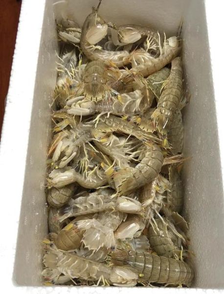 椒盐虾姑怎么做_椒盐虾姑图片高清细节-第2张图片-山城妙识