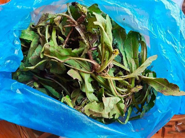 吃蒲公英3年肾病好了_真的假的-第1张图片-山城妙识