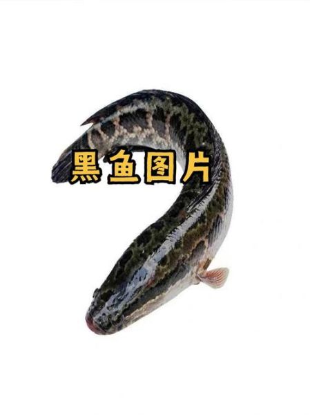 黑鱼图片大全大图_黑鱼高清图鉴怎么拍-第1张图片-山城妙识 黑鱼图片大全大图_黑鱼高清图鉴怎么拍-第1张图片-山城妙识