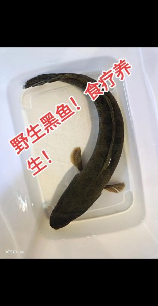 黑鱼图片大全大图_黑鱼高清图鉴怎么拍-第3张图片-山城妙识 黑鱼图片大全大图_黑鱼高清图鉴怎么拍-第3张图片-山城妙识