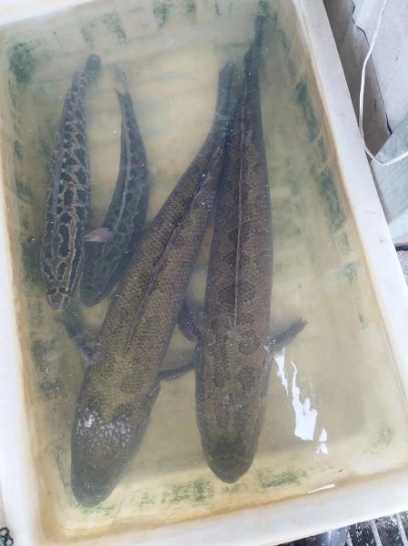 黑鱼图片大全大图_黑鱼高清图鉴怎么拍-第2张图片-山城妙识 黑鱼图片大全大图_黑鱼高清图鉴怎么拍-第2张图片-山城妙识