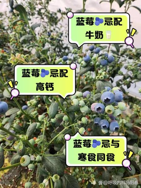 吃蓝莓的禁忌_蓝莓不能和什么一起吃-第3张图片-山城妙识 吃蓝莓的禁忌_蓝莓不能和什么一起吃-第3张图片-山城妙识