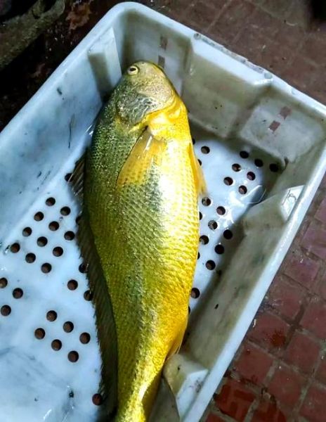 野生大黄鱼三斤以上多少钱一斤_野生大黄鱼价格行情-第2张图片-山城妙识