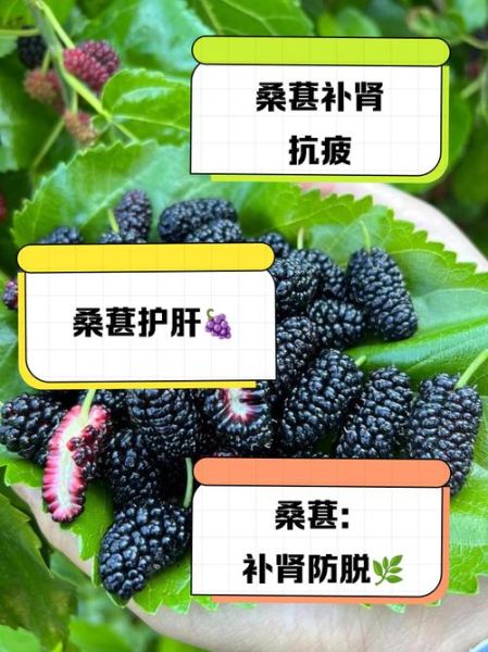 男人吃桑葚有什么好处_男人吃桑葚能提高性功能吗-第1张图片-山城妙识