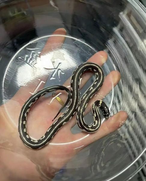 玉米蛇价格多少钱_玉米蛇价格影响因素-第1张图片-山城妙识