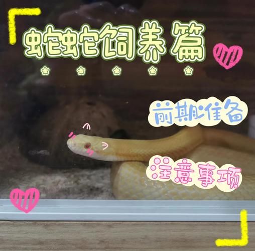 玉米蛇价格多少钱_玉米蛇价格影响因素-第3张图片-山城妙识