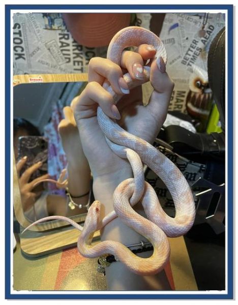 玉米蛇价格多少钱_玉米蛇价格影响因素-第2张图片-山城妙识