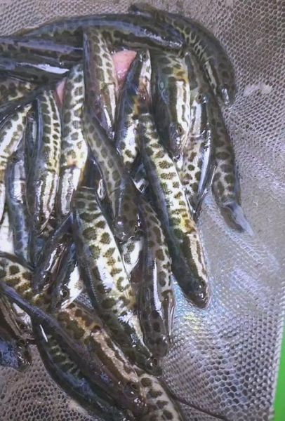 黑鱼养殖一亩地100万_真的假的-第3张图片-山城妙识