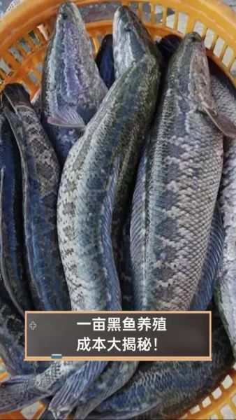 黑鱼养殖一亩地100万_真的假的-第2张图片-山城妙识