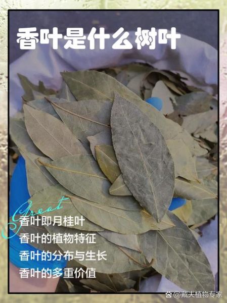 香叶是什么树的叶子_香叶和月桂叶的区别-第1张图片-山城妙识
