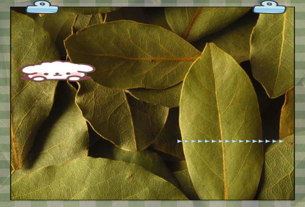 香叶是什么树的叶子_香叶和月桂叶的区别-第2张图片-山城妙识