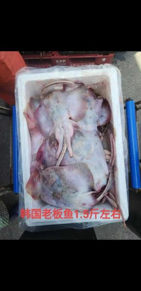 老板鱼的营养价值_老板鱼的功效与作用-第3张图片-山城妙识