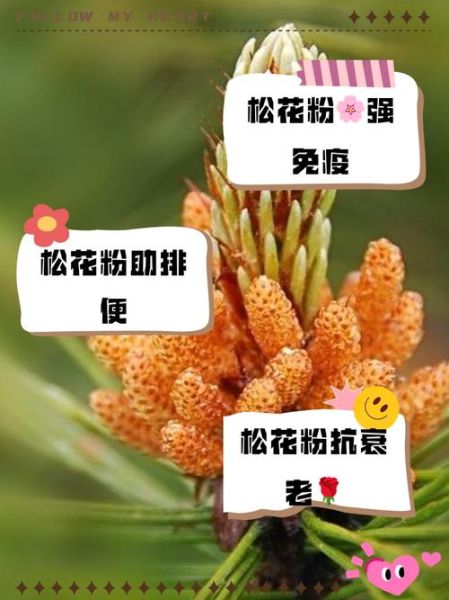 松花粉适合什么人群吃_松花粉的功效与作用适合哪些人-第3张图片-山城妙识