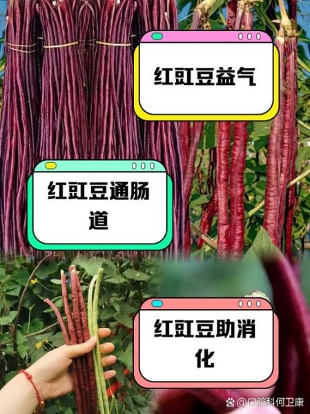 红豇豆的功效与作用_红豇豆怎么做好吃-第1张图片-山城妙识