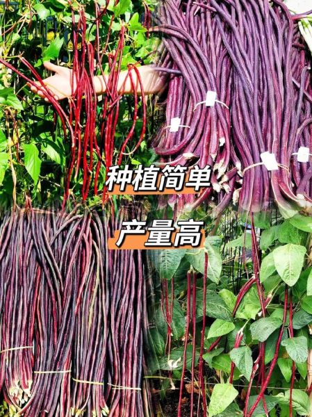 红豇豆的功效与作用_红豇豆怎么做好吃-第3张图片-山城妙识