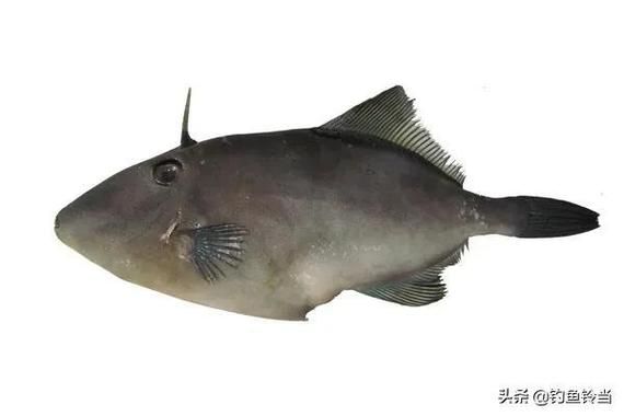 耗儿鱼为什么没有头_耗儿鱼头去哪了-第1张图片-山城妙识