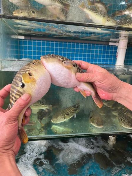 河豚哪里有毒_河豚毒素分布图-第3张图片-山城妙识 河豚哪里有毒_河豚毒素分布图-第3张图片-山城妙识